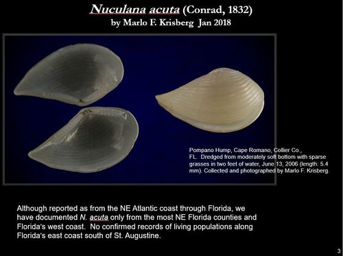 Pointed Nut Clam (Nuculana acuta)