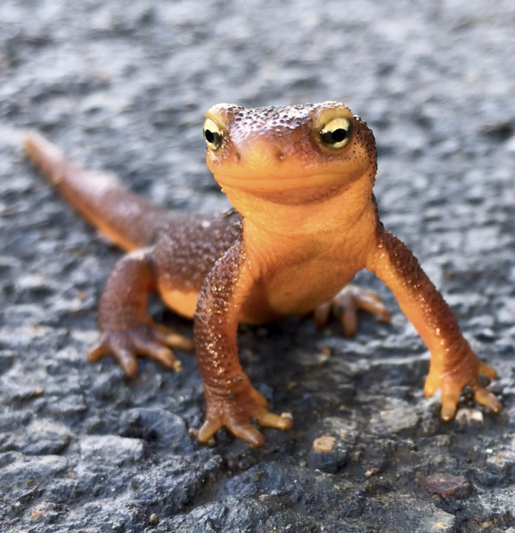 California Newt from Hunsaker Canyon Rd, Lafayette, CA, US on May 02 ...