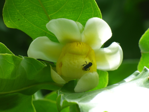 Lecythis ollaria · Naturalista Costa Rica