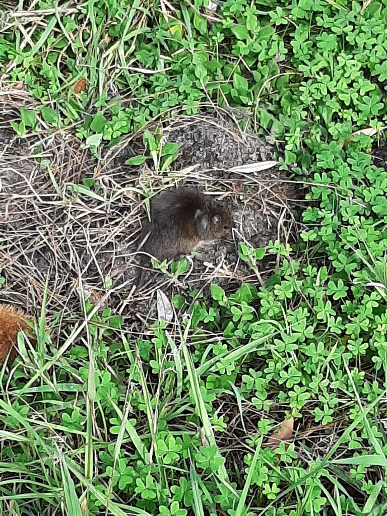 Australian Swamp Rat from Mornington P'sula - West, AU-VI, AU on May 11 ...