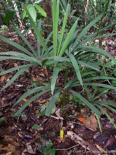 Licuala borneensis · iNaturalist