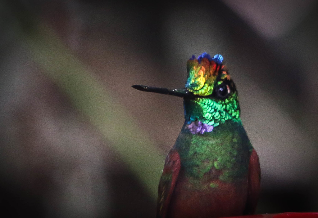 Rainbow Starfrontlet from Utuana, Ecuador on October 12, 2016 at 12:23 ...