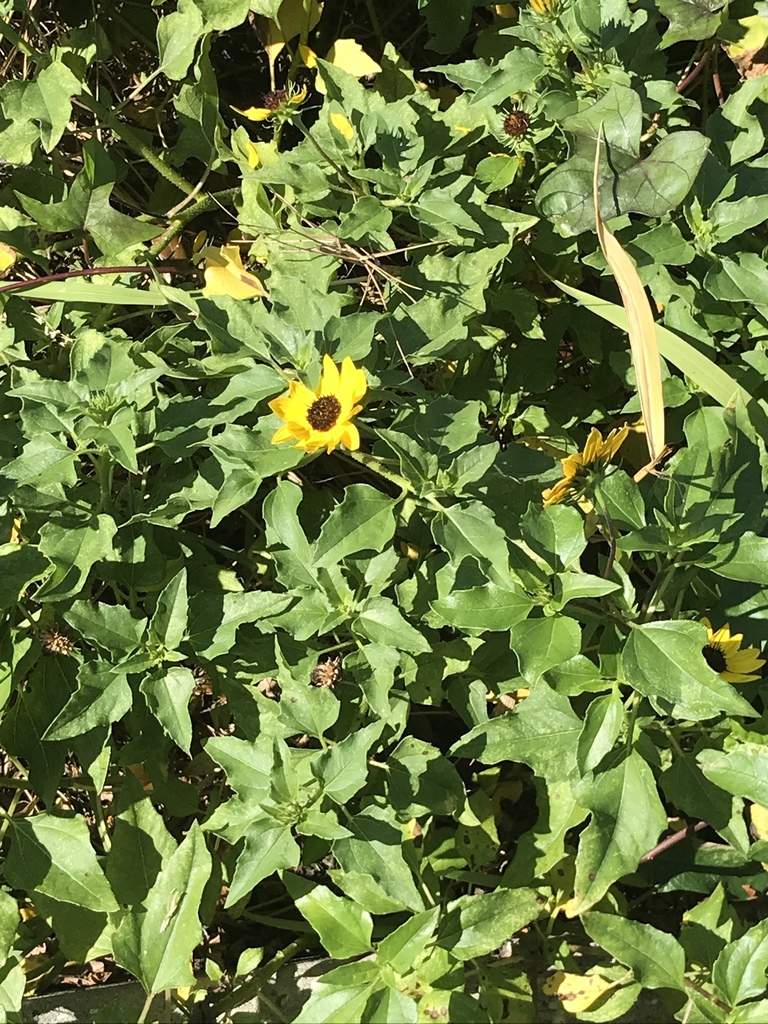cucumberleaf sunflower from 801 3rd St S, Saint Petersburg, FL, US on ...