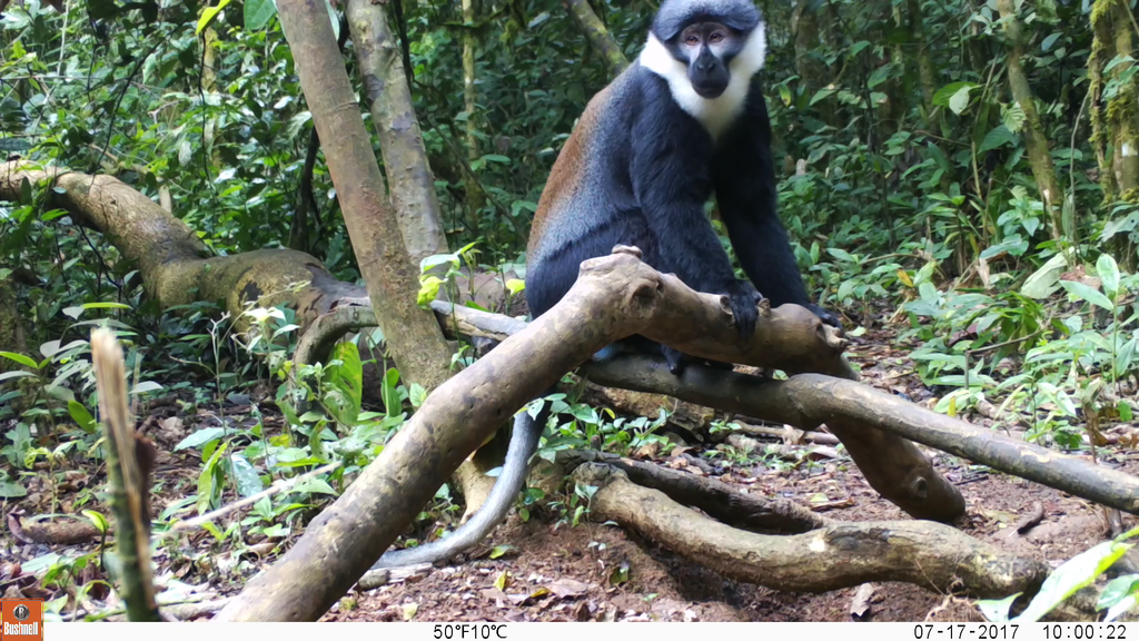 L'Hoest's Monkey in July 2017 by Jane Widness · iNaturalist