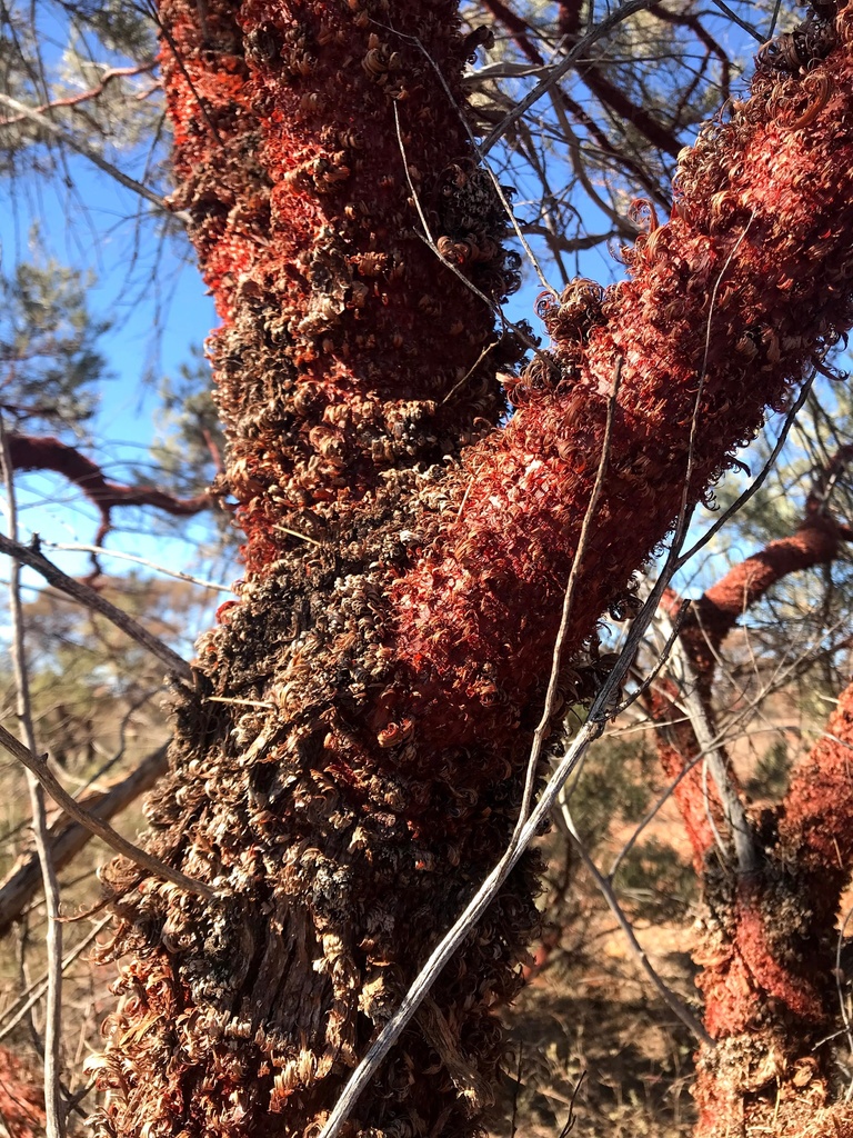 Red Mulga from Laverton-Leonora Road, Laverton, WA, AU on July 30, 2020 ...