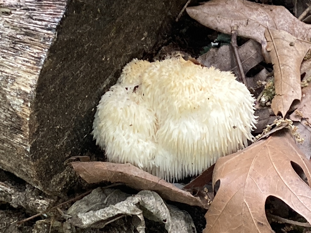 lion's-mane mushroom from West Tyson Park, Eureka, MO, US on May 11 ...