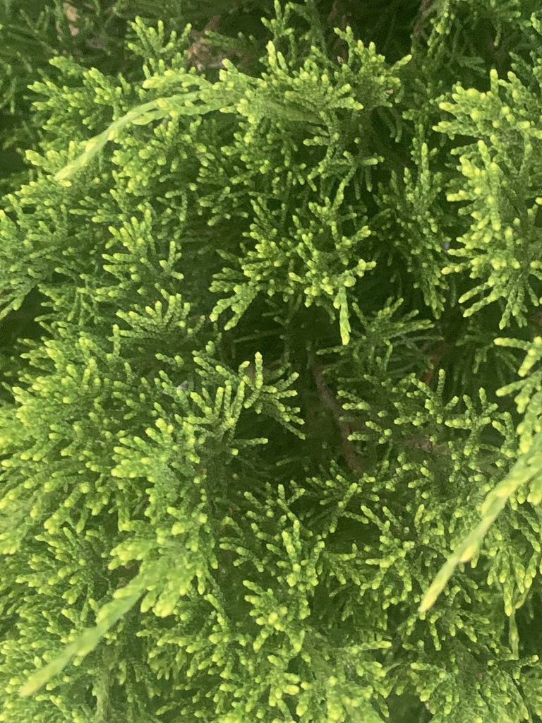 Cypresses, Cedars, Junipers, and Allies from Pennsylvania Ave, Santa ...