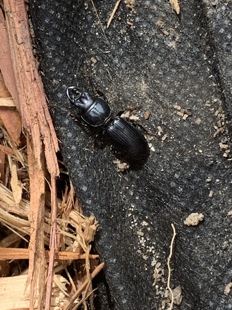 Big-headed Ground Beetle from NC-66, Kernersville, NC, US on May 11 ...