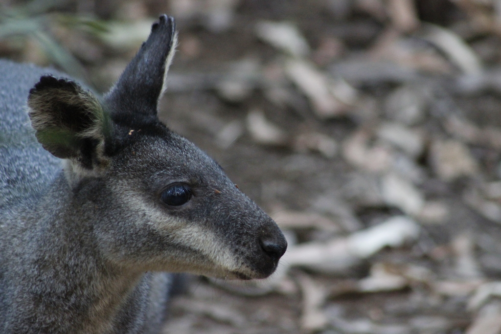 Western Brush Wallaby from Nanga Rd, Nanga Brook WA 6215, Australia on ...