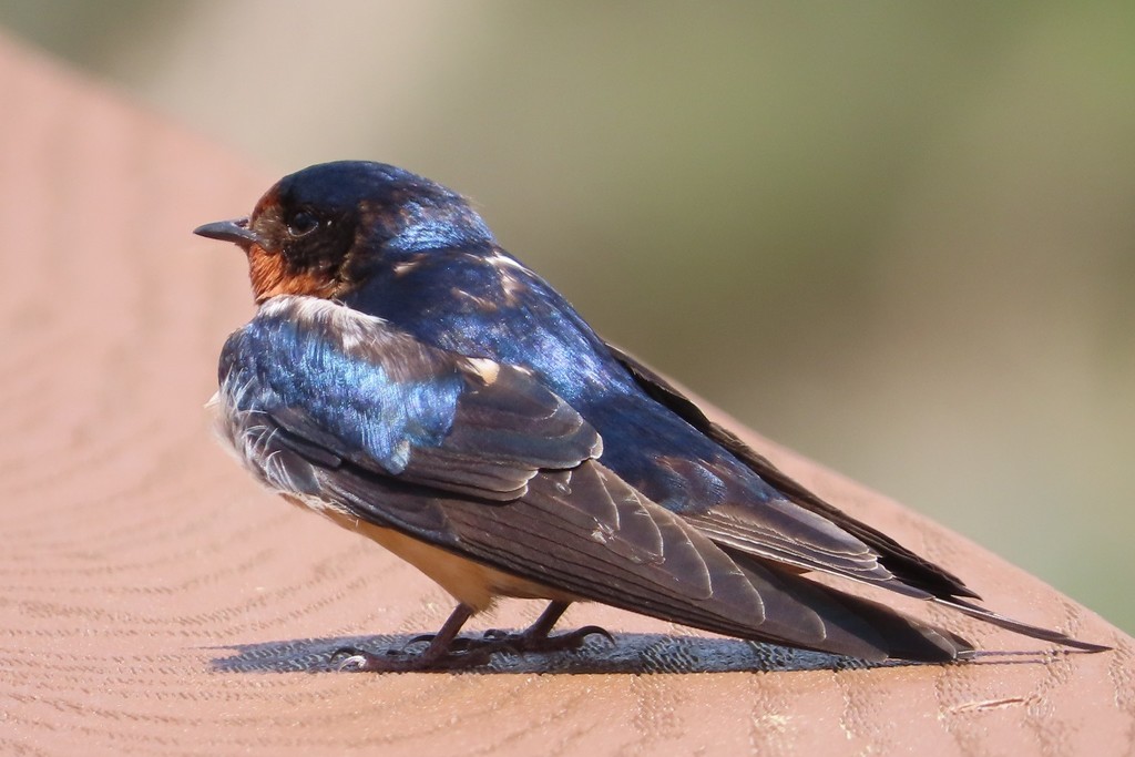 Barn Swallow from Northwest Akron, Akron, OH, USA on May 11, 2021 at 11 ...