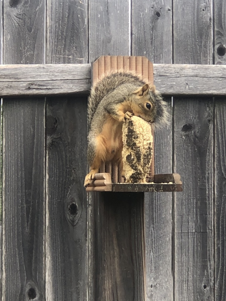 Fox Squirrel in May 2021 by Adrienne · iNaturalist
