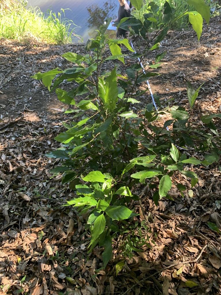whalebone tree from Pathway, Nerang, QLD, AU on April 21, 2021 at 09:48 ...