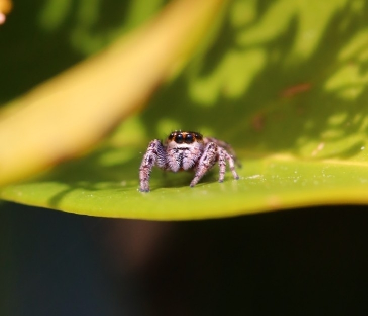 Oak Jumping Spider from Inglewood-Finn Hill, Kirkland, WA 98034, USA on ...