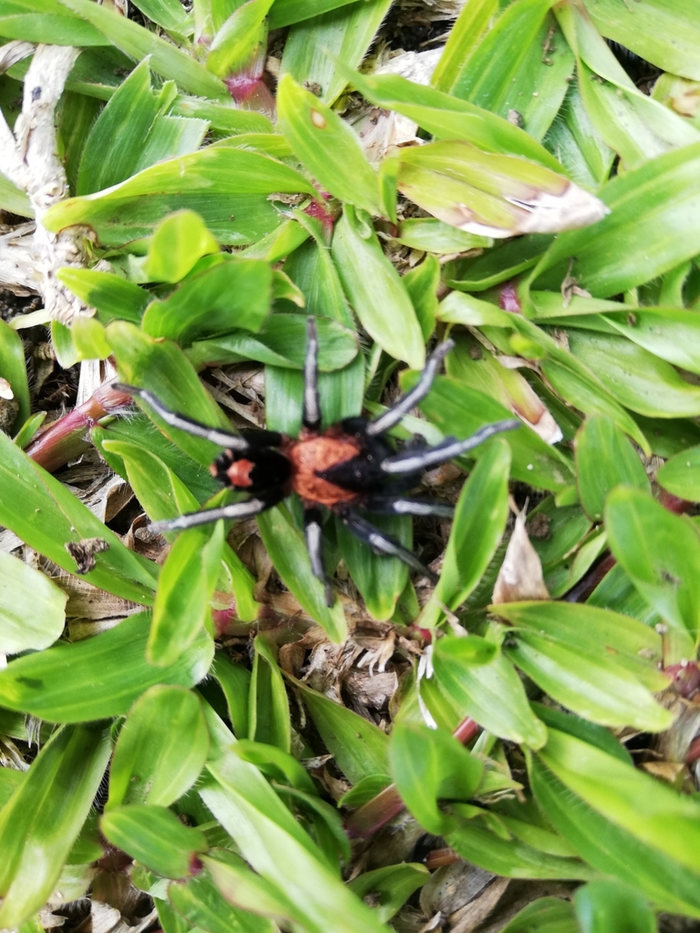 Trinidad Dwarf Tiger Tarantula from Shivan Road - Stop, Tyson Hall ...