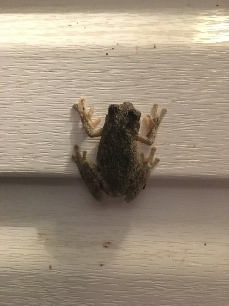 Gray Treefrog Species Complex from River Oaks Pkwy, Timberlake, NC, US on May 4, 2021 at 10:24 ...