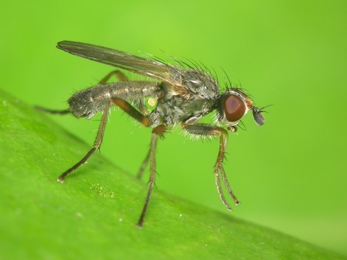 Genus Nanna · iNaturalist