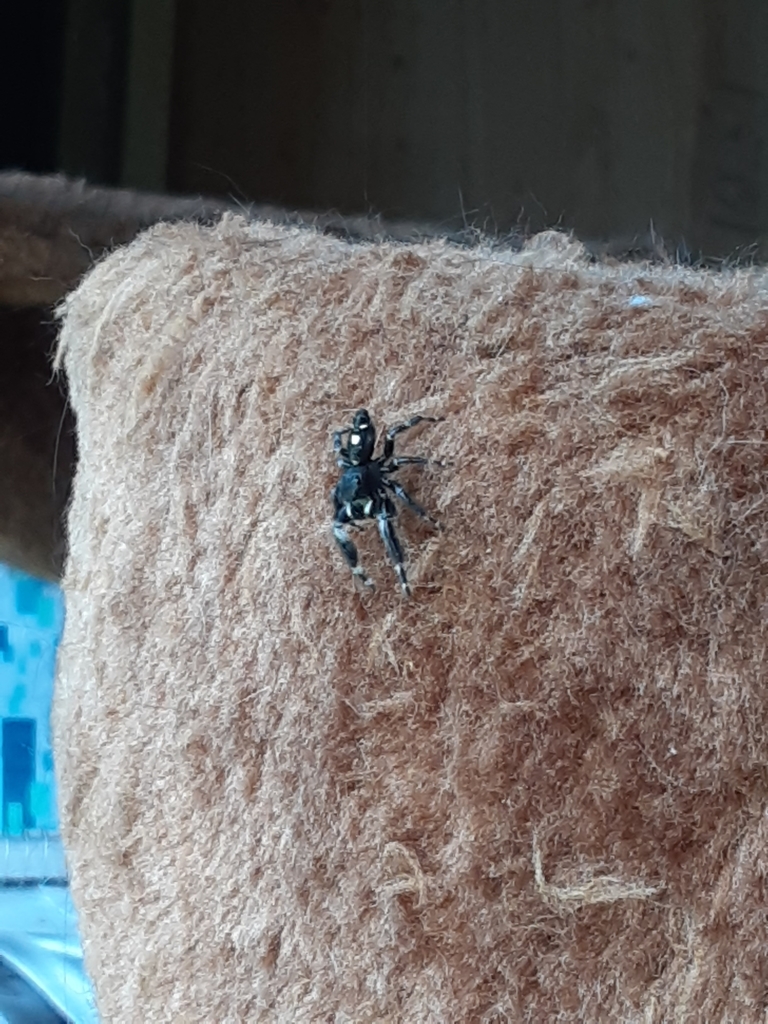 Bold Jumping Spider from 84 N 100 W, Richmond, UT 84333, USA on May 12 ...