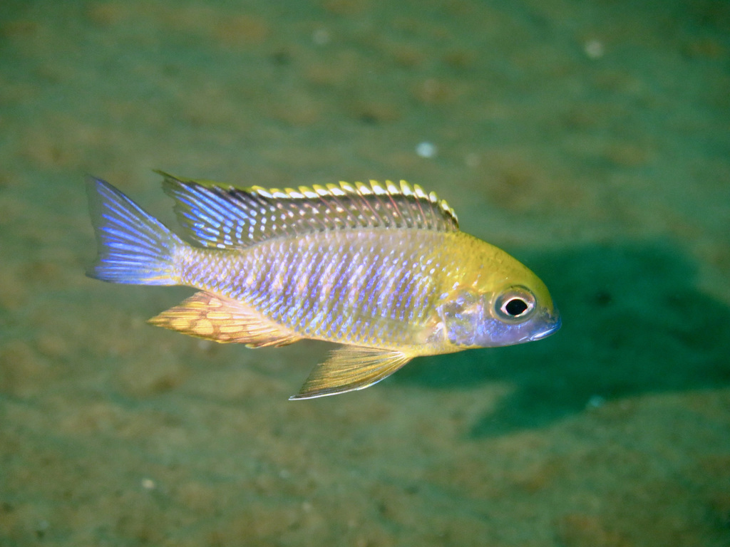 Lethrinops from Mangochi, Malawi on May 11, 2021 at 12:54 PM by ...