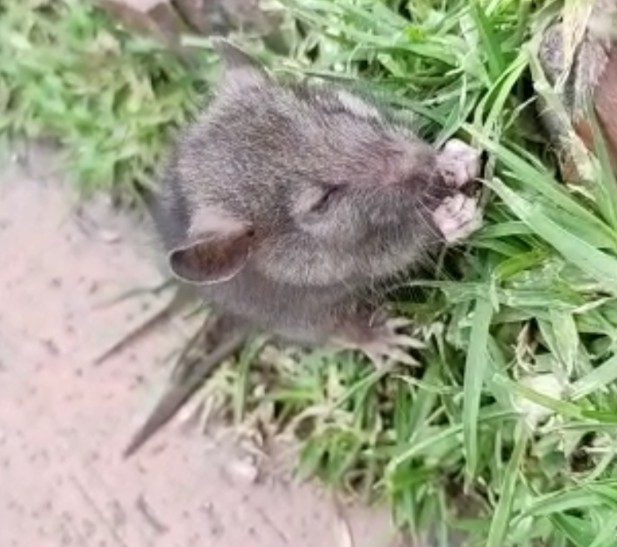 Bogotá Grass Mouse from Usaquen, Usaquén, Bogotá, Colombia on May 3 ...
