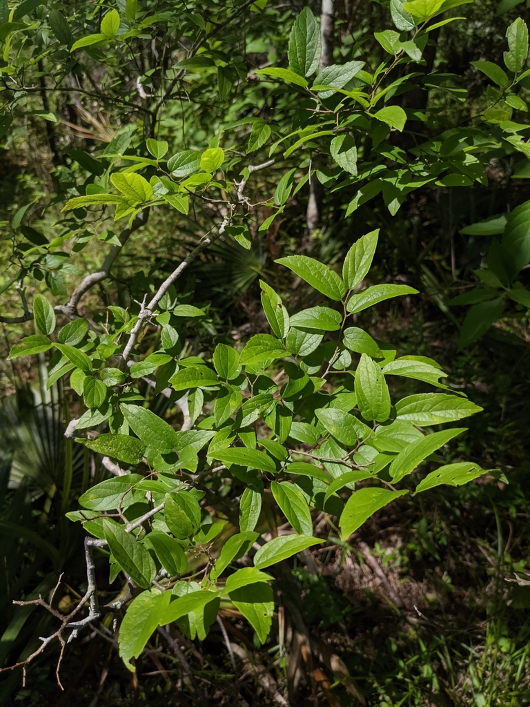 Dwarf Hackberry in May 2021 by Eric Ungberg · iNaturalist
