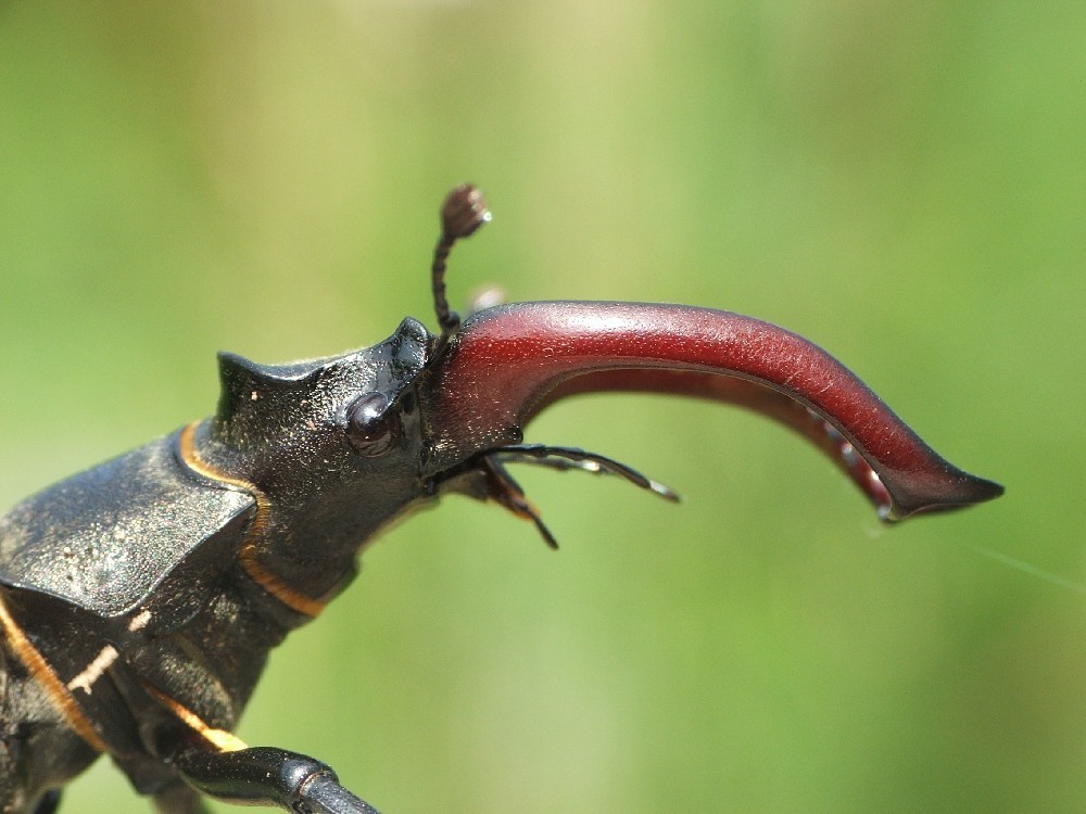 European Stag Beetle from Vila Nova de Gaia, PT-PO, PT on June 02, 2007 ...