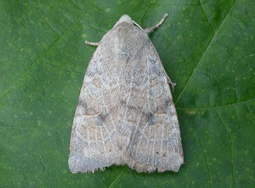 Anathix aggressa · iNaturalist