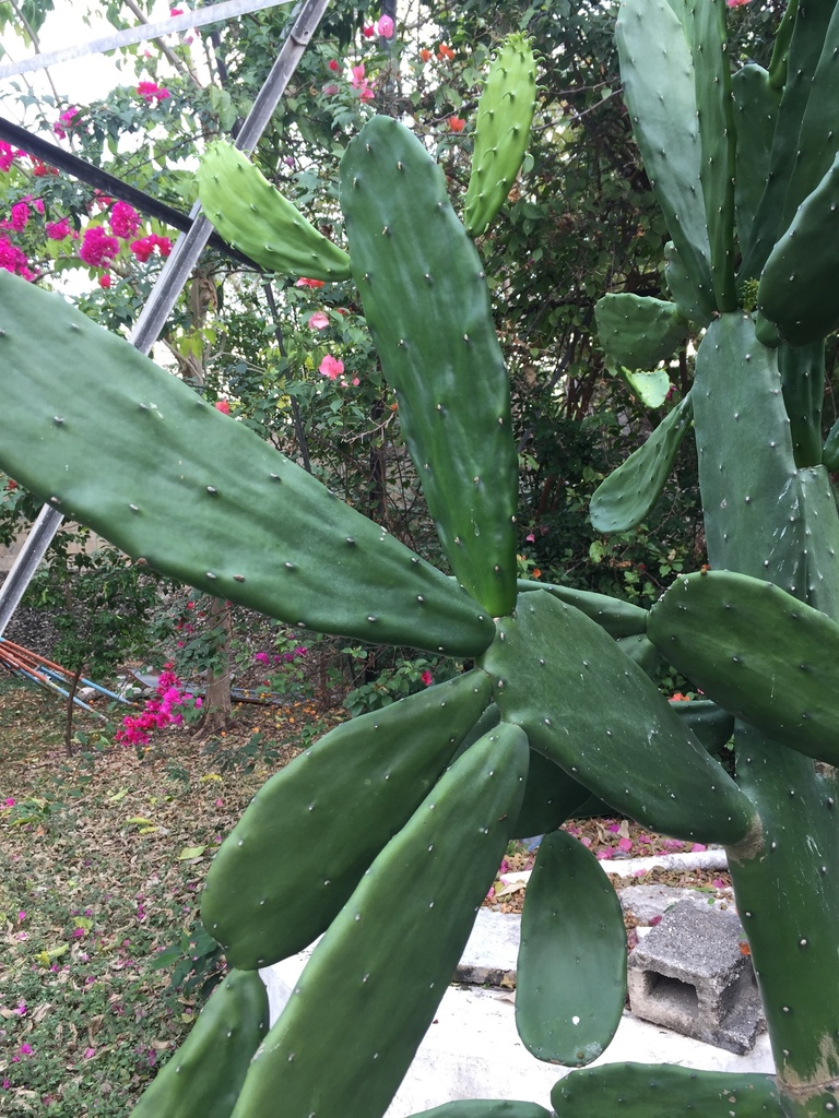 Cochineal Nopal Cactus from Calle 33-B1 501Q, Mérida, YUC, MX on ...