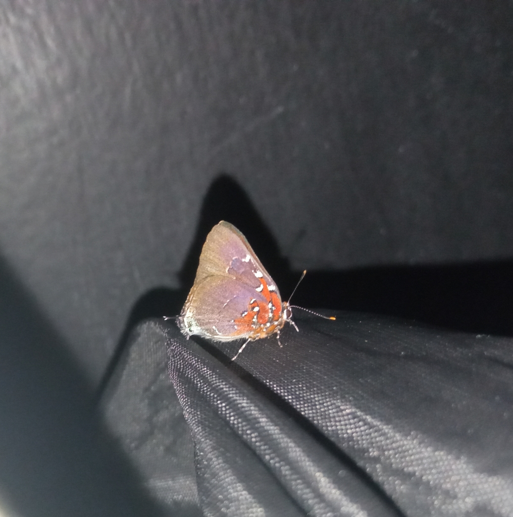 Widespread Brangas from Rodolfo Teófilo on May 10, 2021 by Vinicius ...