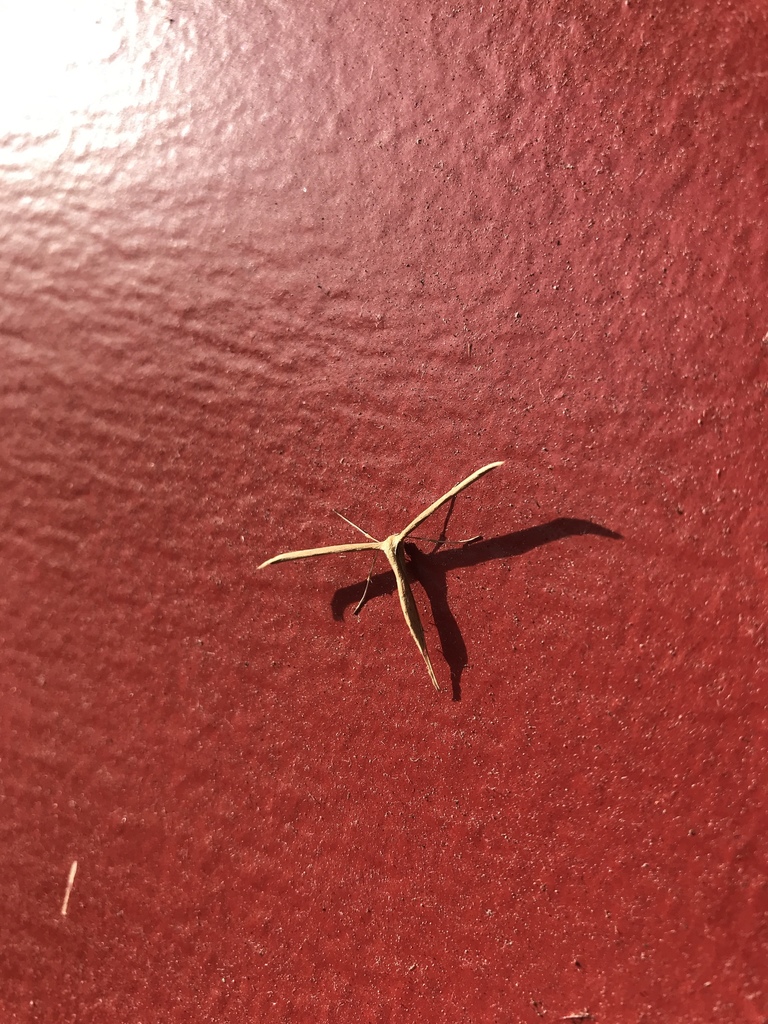 Morning-glory Plume Moth from 2123 Harris St, Eureka, CA, US on January ...