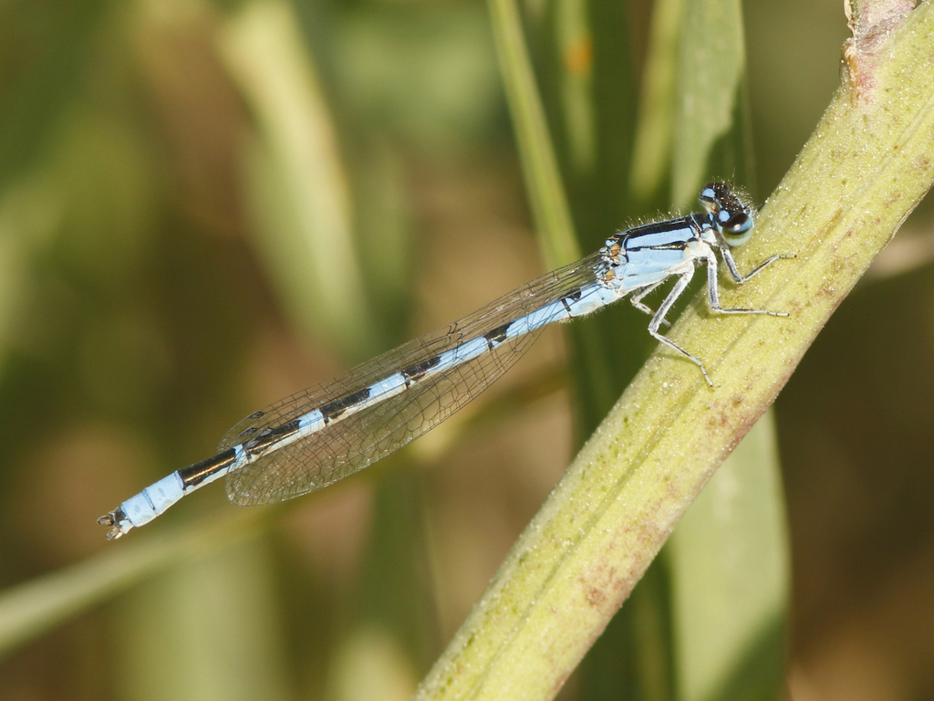 River Bluet from Fletcher's Creek Ecological Reserve, Wellington County ...