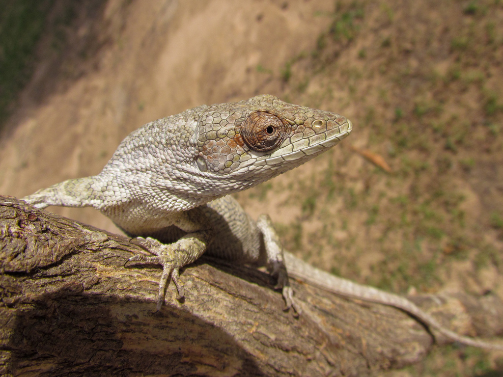 Brazilian Monkey Lizard from São Bernardo - MA, 65550-000, Brasil on ...