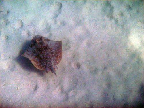 Ningaloo Maskray (Neotrygon ningalooensis) · iNaturalist.org