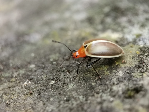 Ellipticus albidipennis · iNaturalist