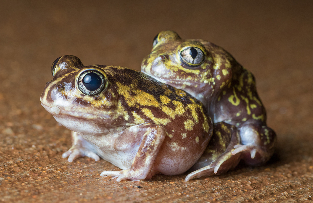 Northern Trilling Frog from Port Hedland WA, Australia on January 13 ...