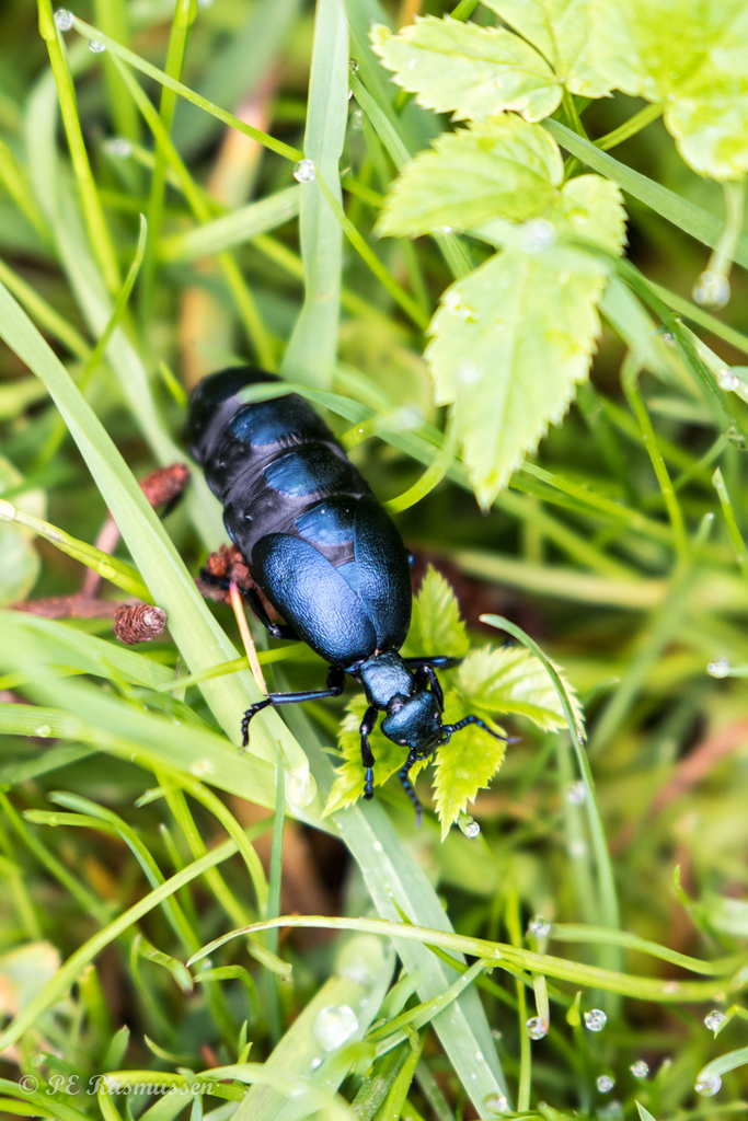 Violet Oil Beetle from 5580 Nørre Aaby, Danmark on May 13, 2021 at 12: ...