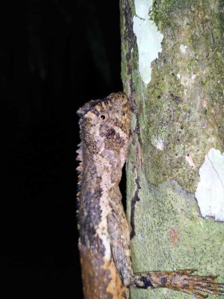 Diving Lizard from São Félix do Xingu - PA, 68380-000, Brasil on ...