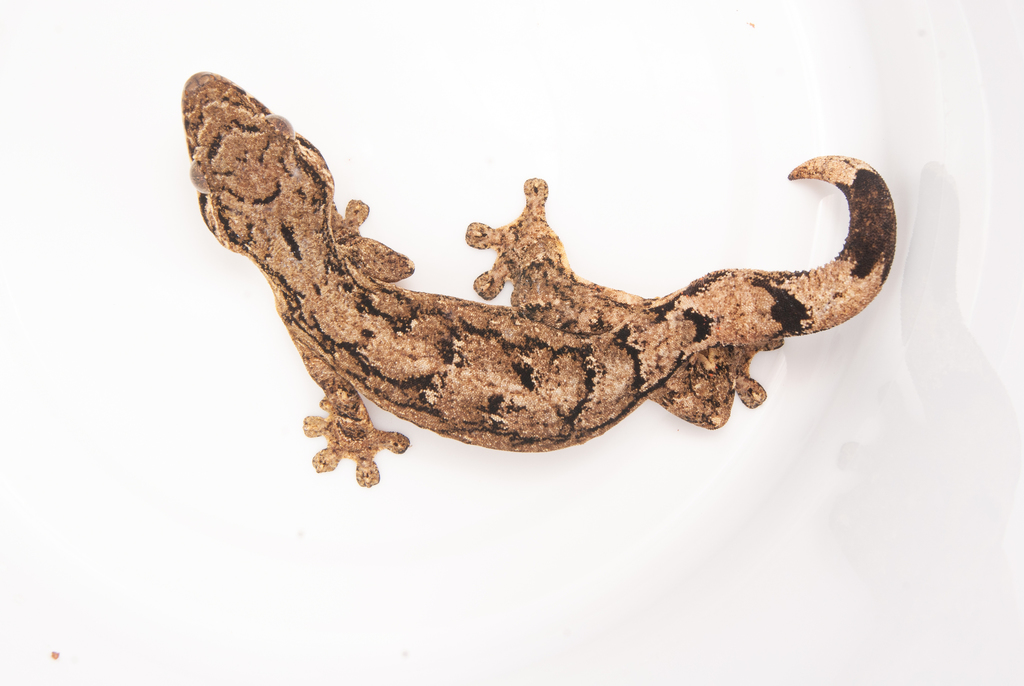 Northern Turniptail Gecko from São Félix do Xingu - PA, 68380-000 ...