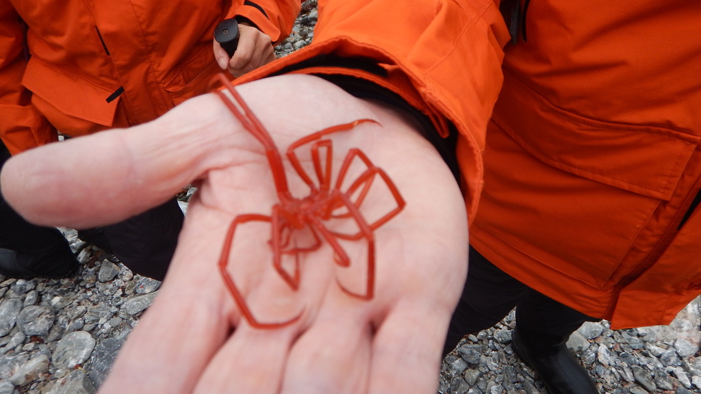 Decolopoda australis from South Georgia and the South Sandwich Islands ...