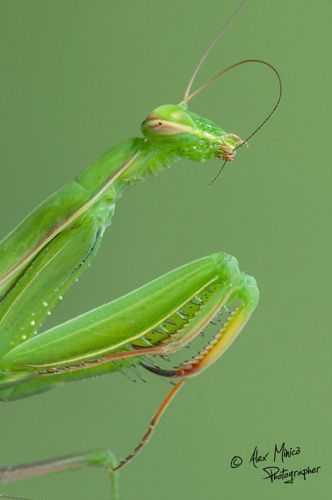 European Mantis in September 2010 by Alexandro Minicò · iNaturalist