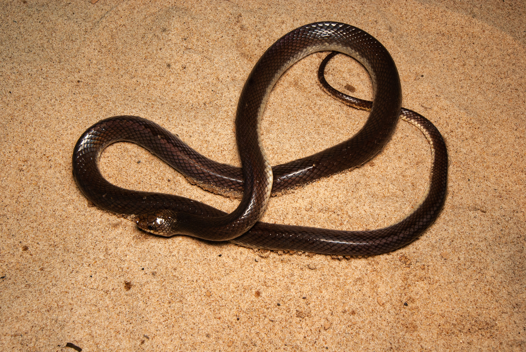 Argentine Pampas Snake from Nova Lima, MG, Brasil on November 22, 2020 ...