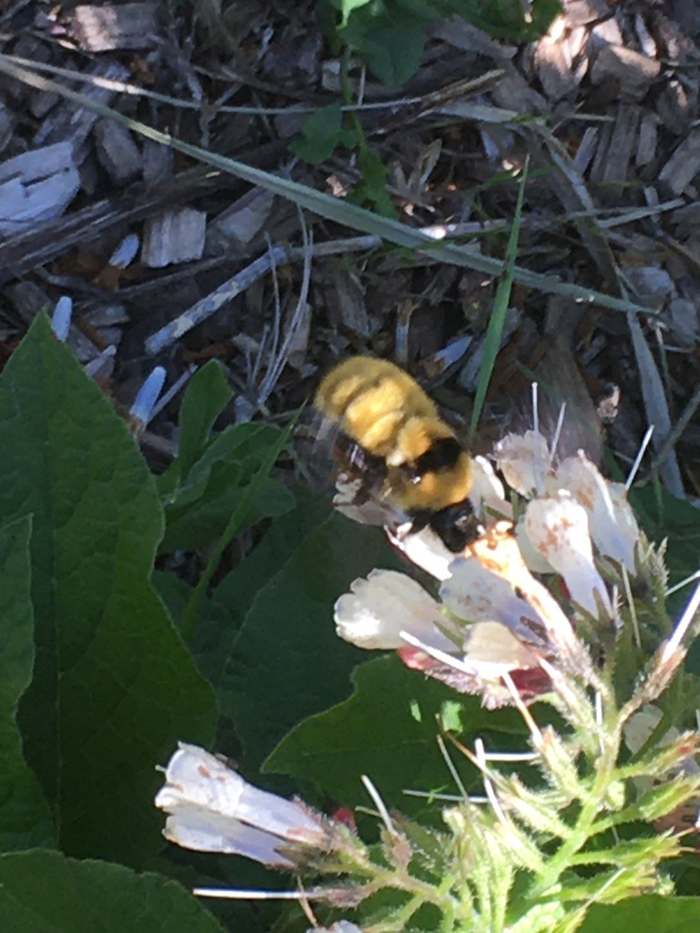 Golden Northern Bumble Bee from W 1000 N, Salt Lake City, UT, US on May ...