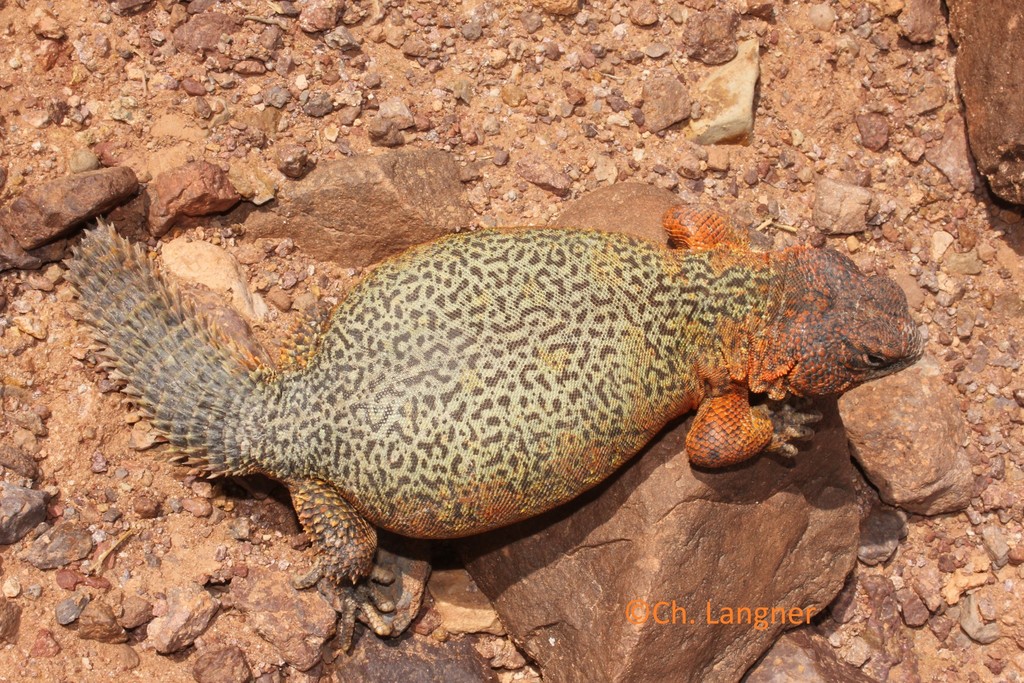 Moroccan Spiny-tailed Lizard from Ouarzazate 45000, Marokko on April 3 ...