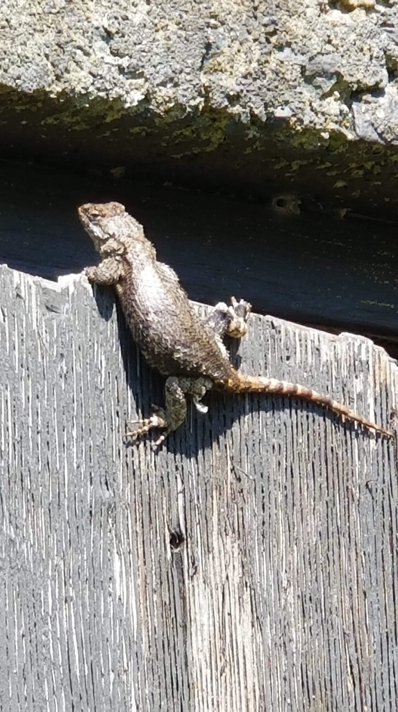 Eastern Fence Lizard from Triangle, VA 22172, USA on May 08, 2021 by ...