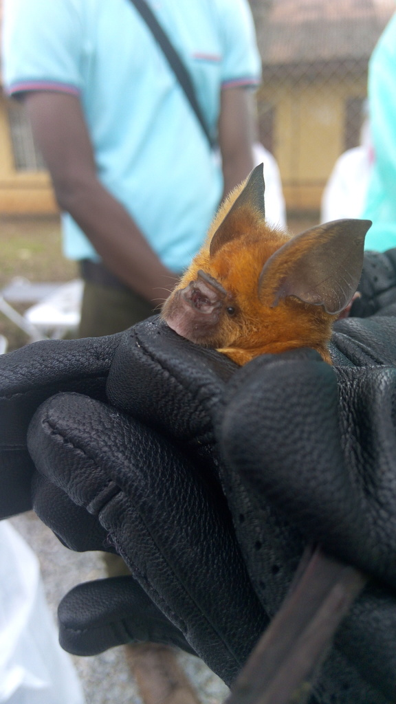 Aba roundleaf bat from mabinti on November 27, 2017 at 01:12 PM by ...