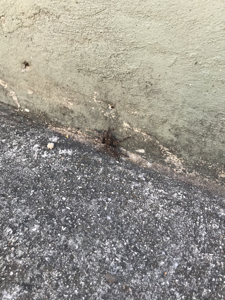 Common Puerto Rican Brown Tarantula from Puerto Rico, Manatí, PR, US on ...