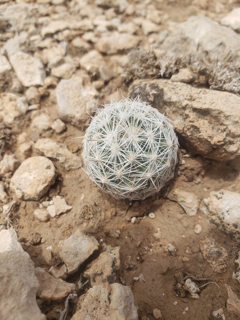 Lee's Foxtail Cactus in May 2021 by Sam Reiss · iNaturalist