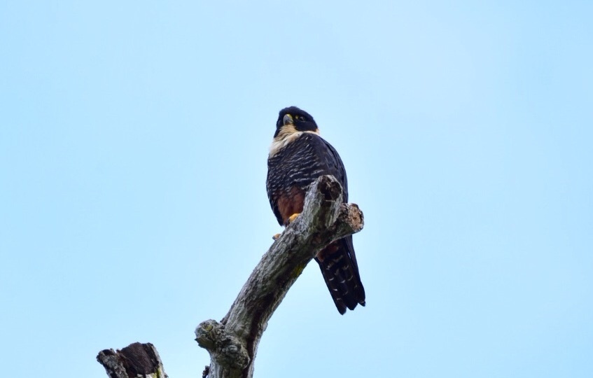 Bat Falcon from Cocal Peña Blanca, , Los Santos, PA on January 13, 2018 ...