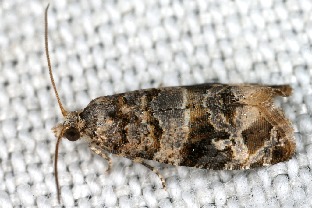 European Vine Moth from Leibnitz, Österreich on May 11, 2021 at 09:55 ...