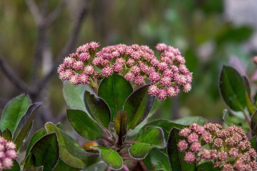 Baccharis magnifica · iNaturalist Mexico