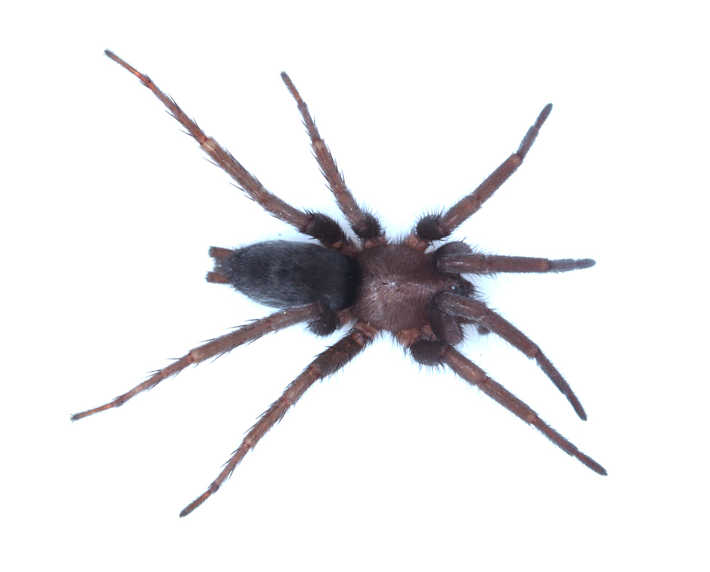 Mouse Spider from David / Filmore, Monterey, CA 93940, USA on May 4 ...